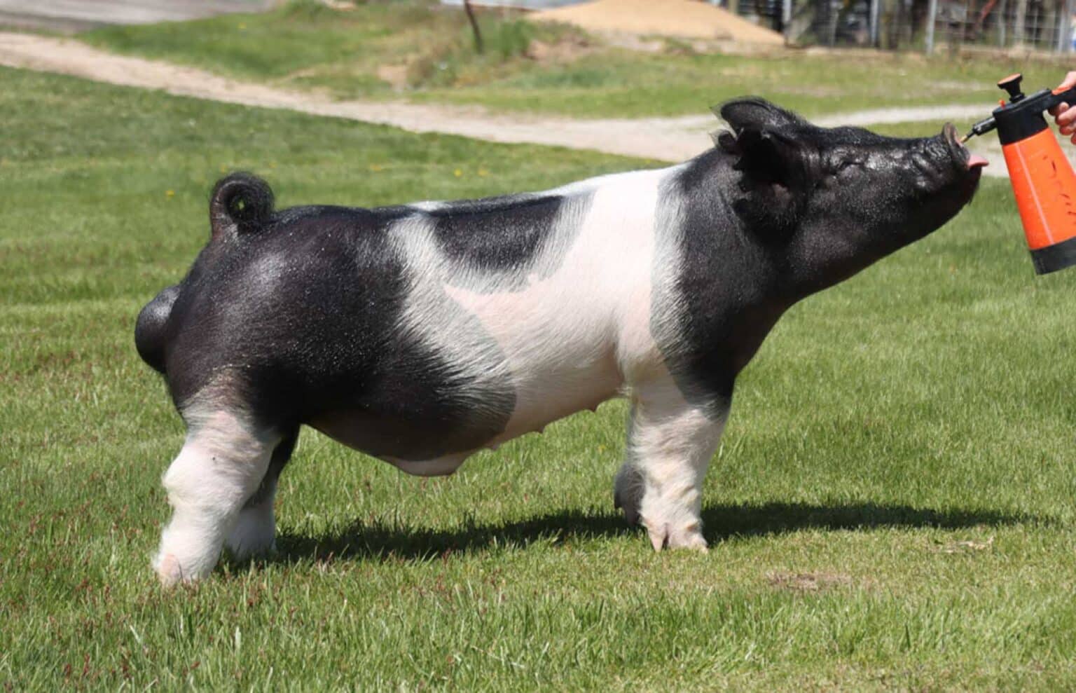 High Five | Shaffer’s Goldrush