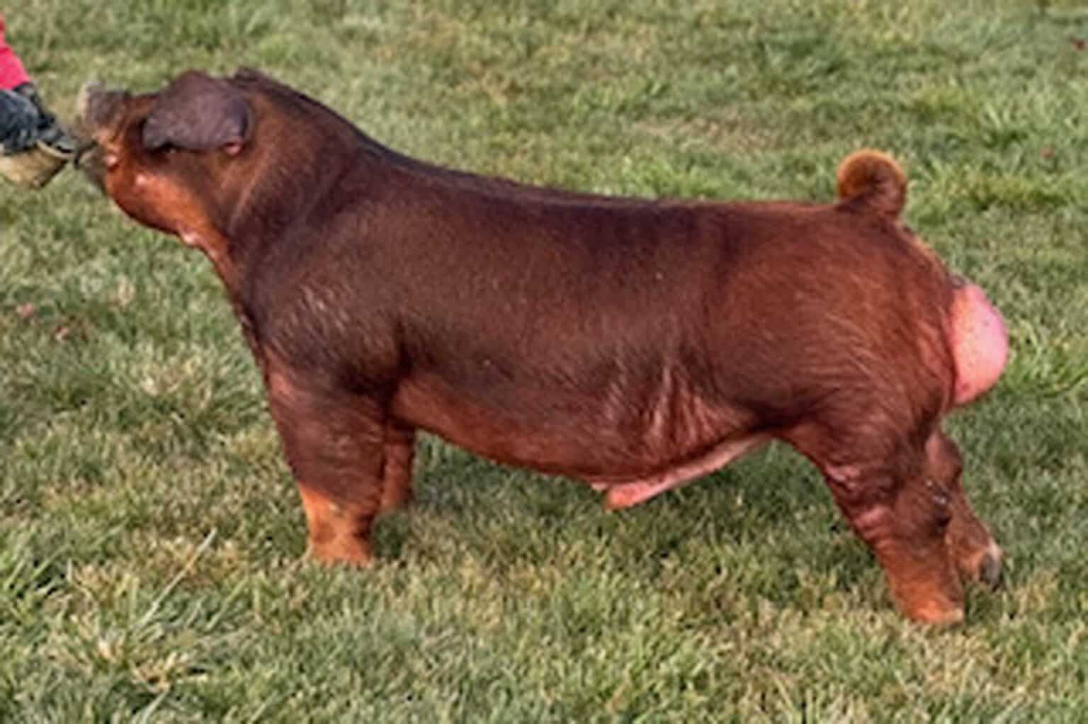 Cover Art | Shaffer’s Goldrush