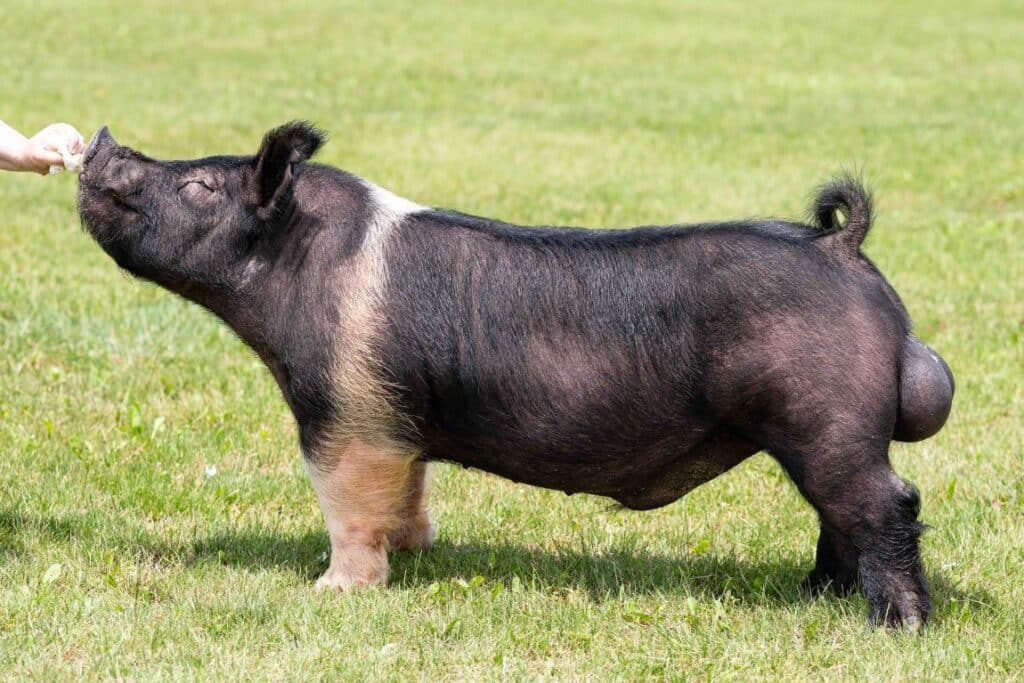 Bracket Buster | Shaffer’s Goldrush