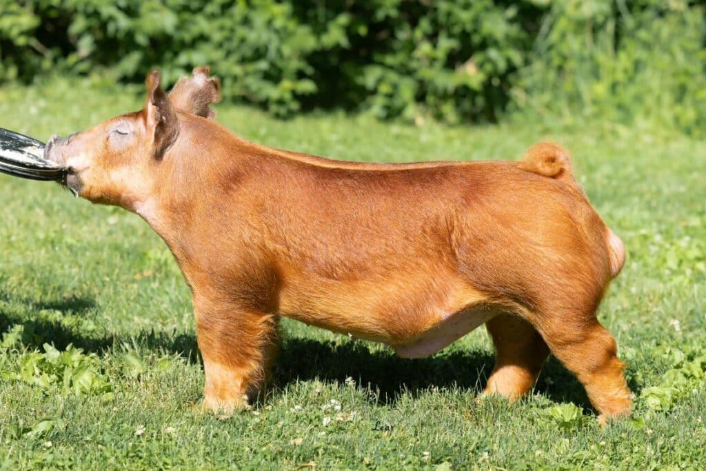 Dynasty 92-2 | Shaffer’s Goldrush