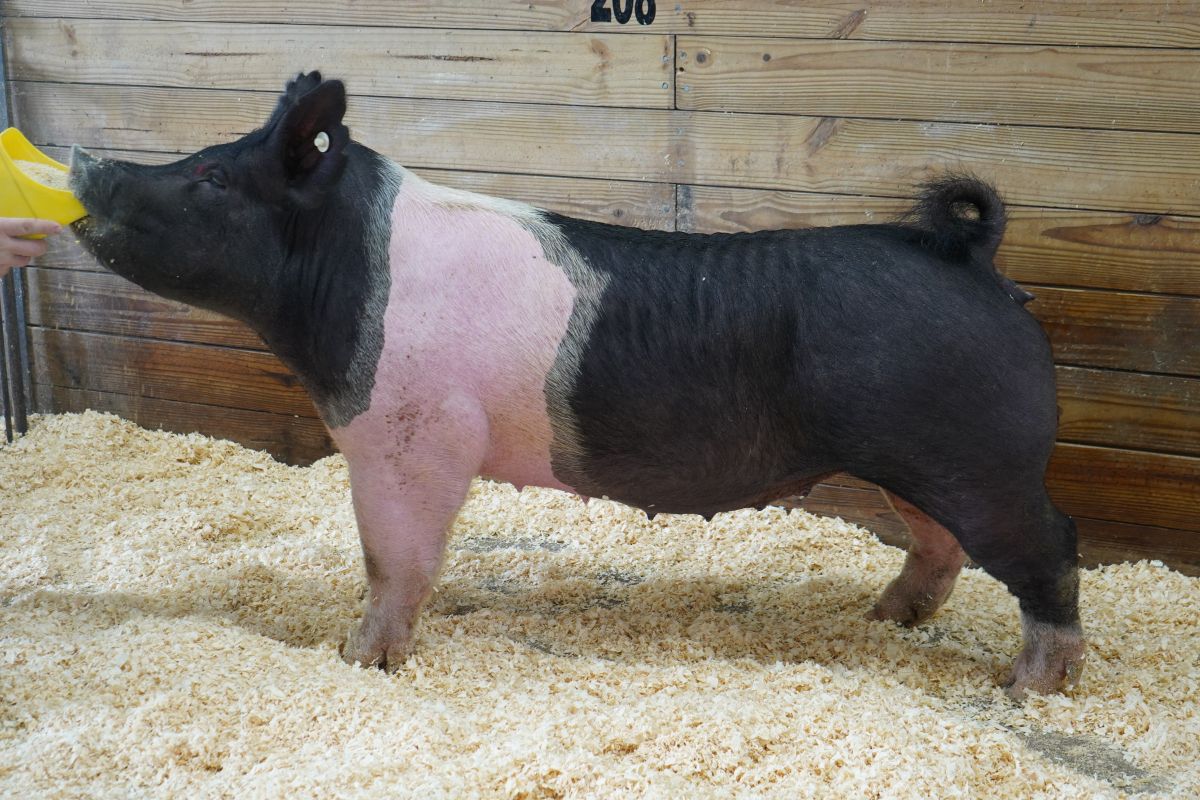 Bred Gilts | Shaffer’s Goldrush