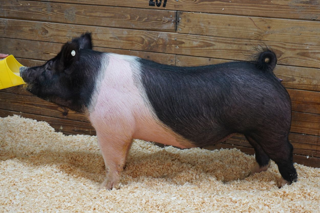 Bred Gilts | Shaffer’s Goldrush