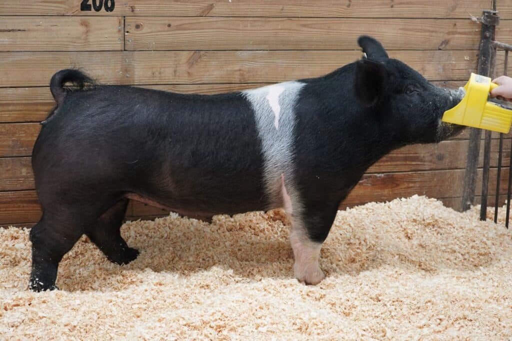 Bred Gilts | Shaffer’s Goldrush