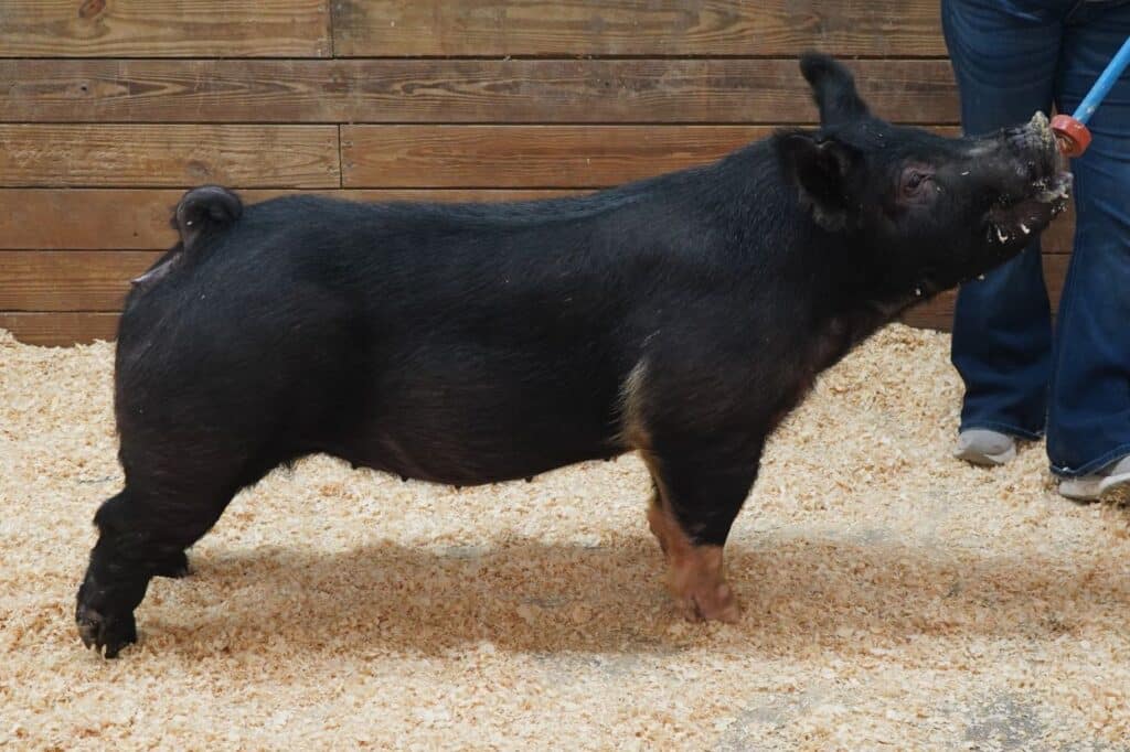 Bred Gilts | Shaffer’s Goldrush