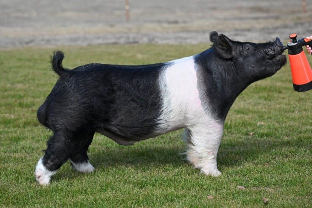 Reckless | Shaffer’s Goldrush