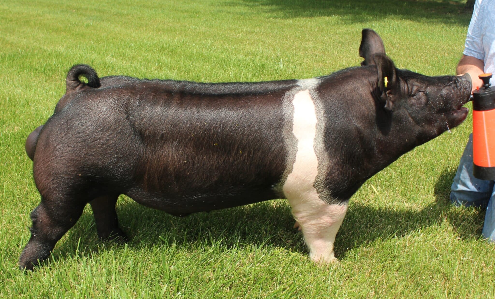 World Class | Shaffer’s Goldrush