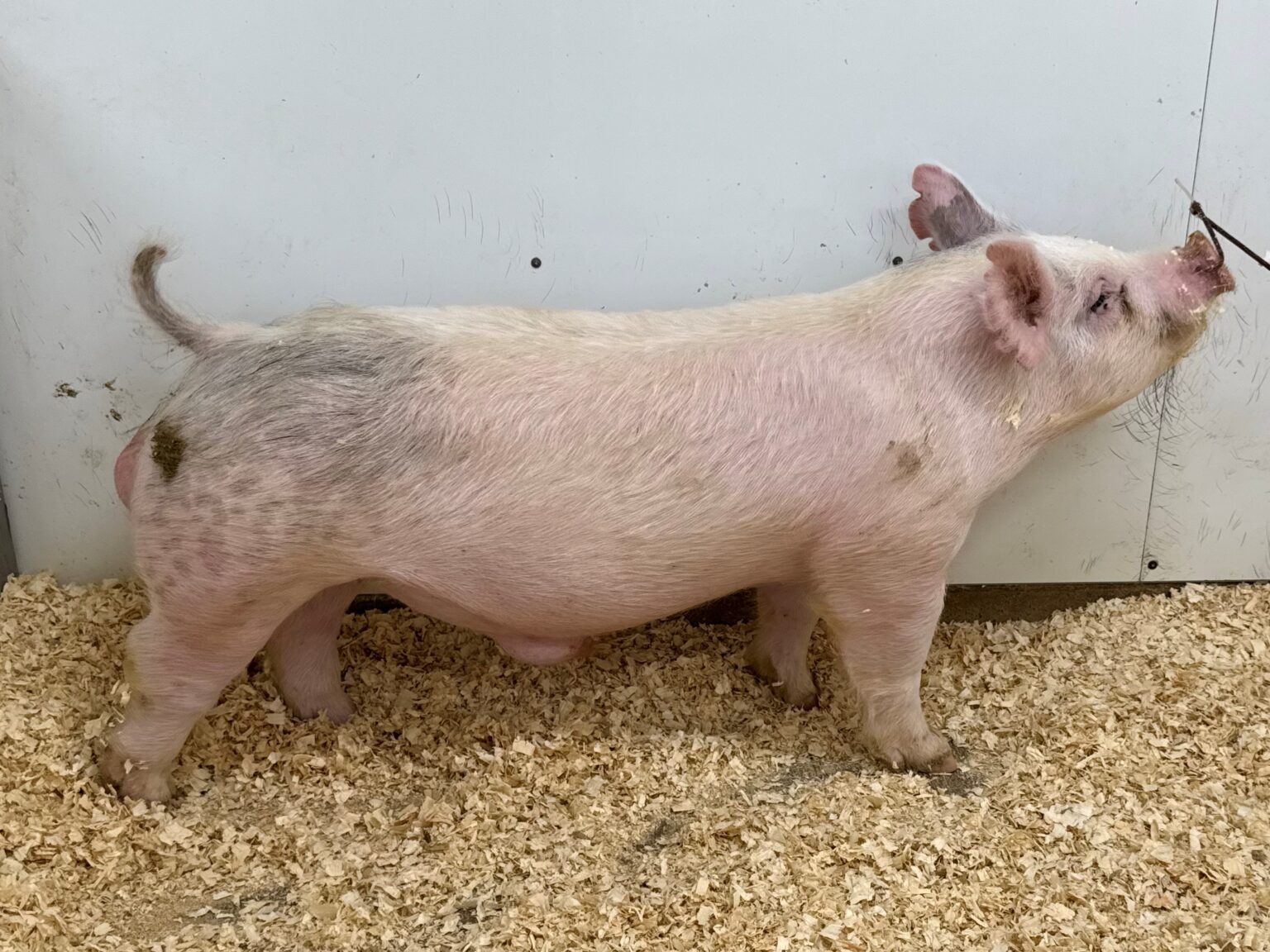 Show Pigs | Shaffer’s Goldrush
